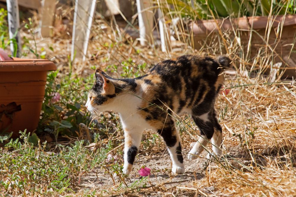 Calino - Syros Cats