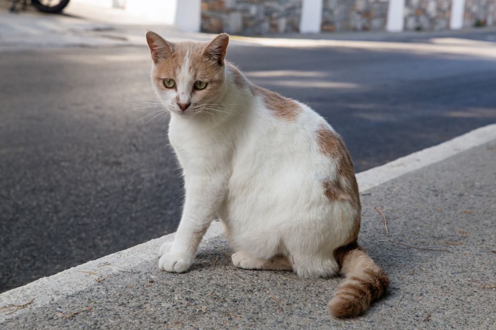 Siv - Syros Cats