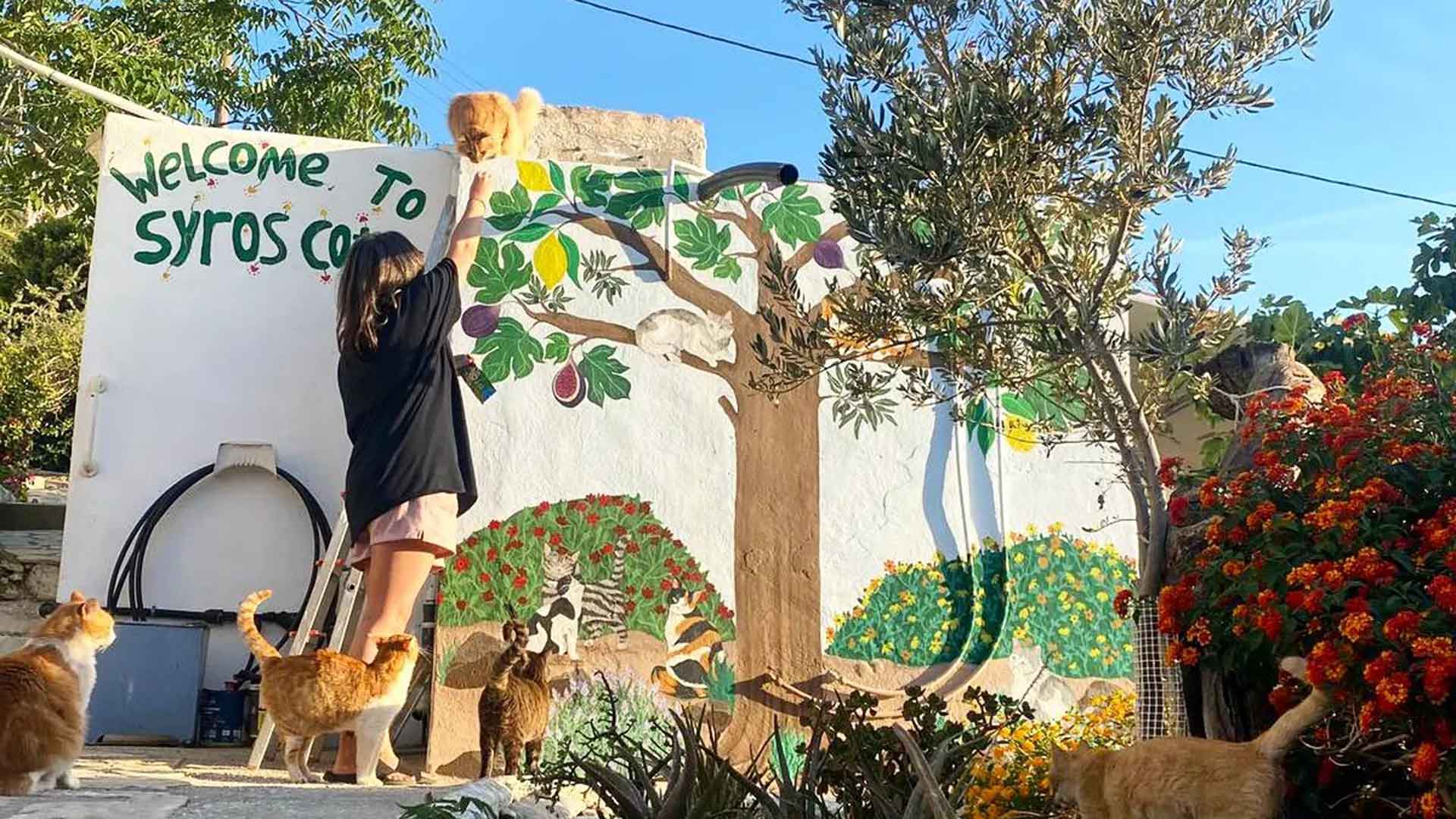 How you can help Syros Cats! - Syros Cats