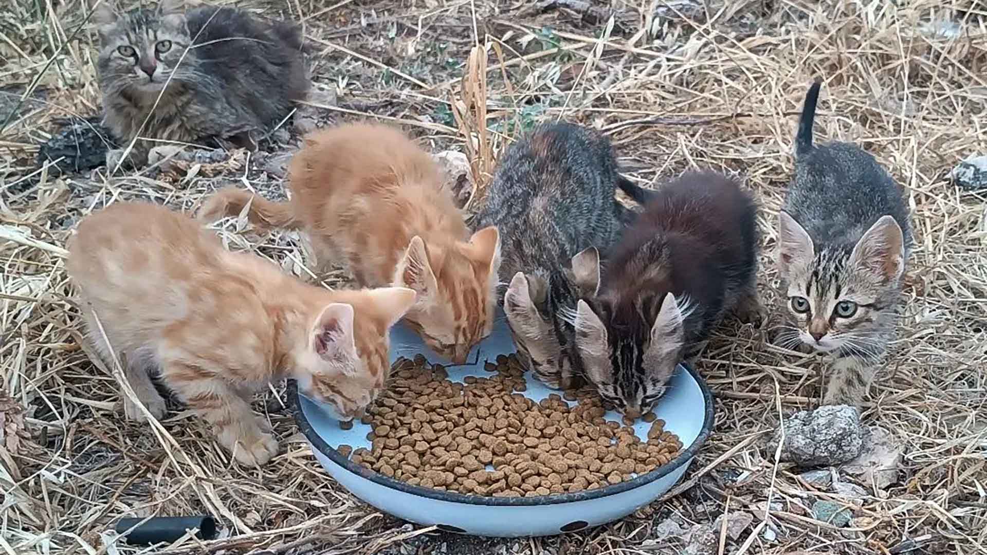 Help needed with Kitten Care! - Syros Cats