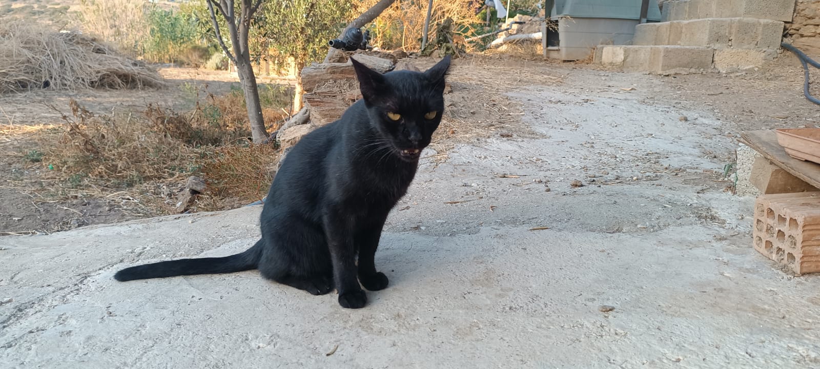 CC (Chatty Cat) - Syros Cats
