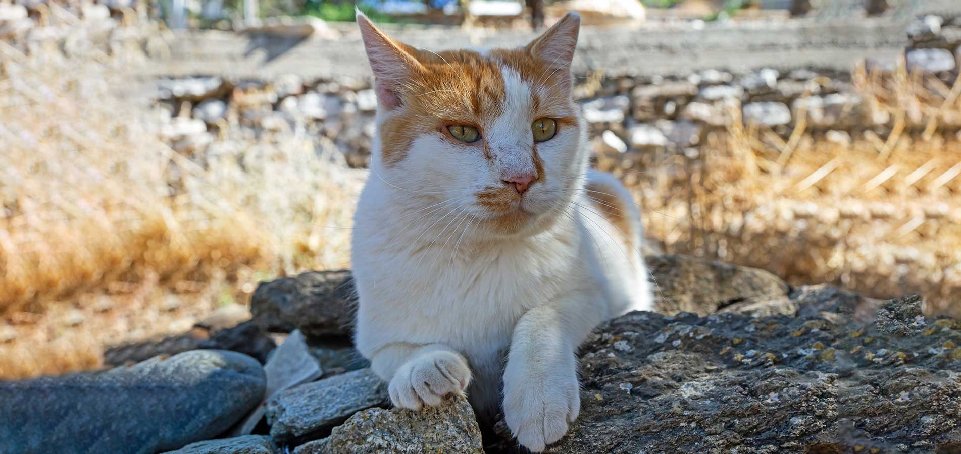 Eric - Syros Cats