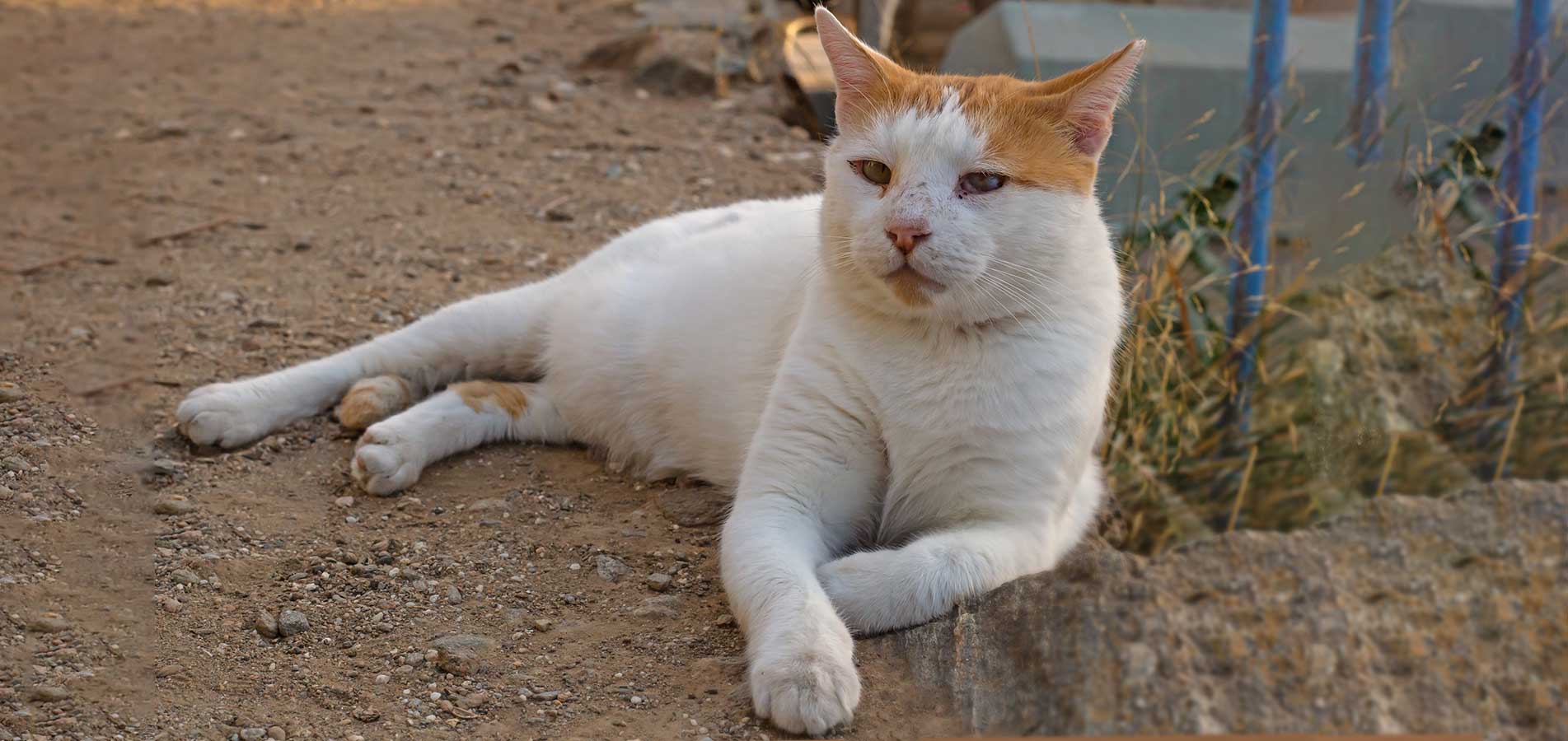Romeo - Syros Cats