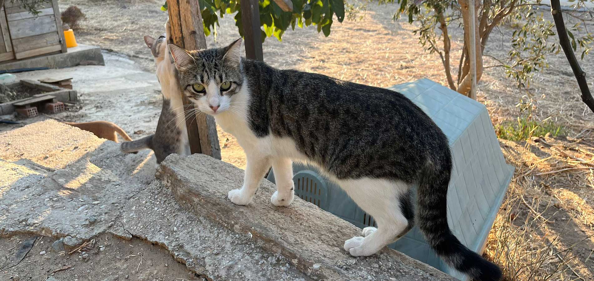 SaySay - Syros Cats