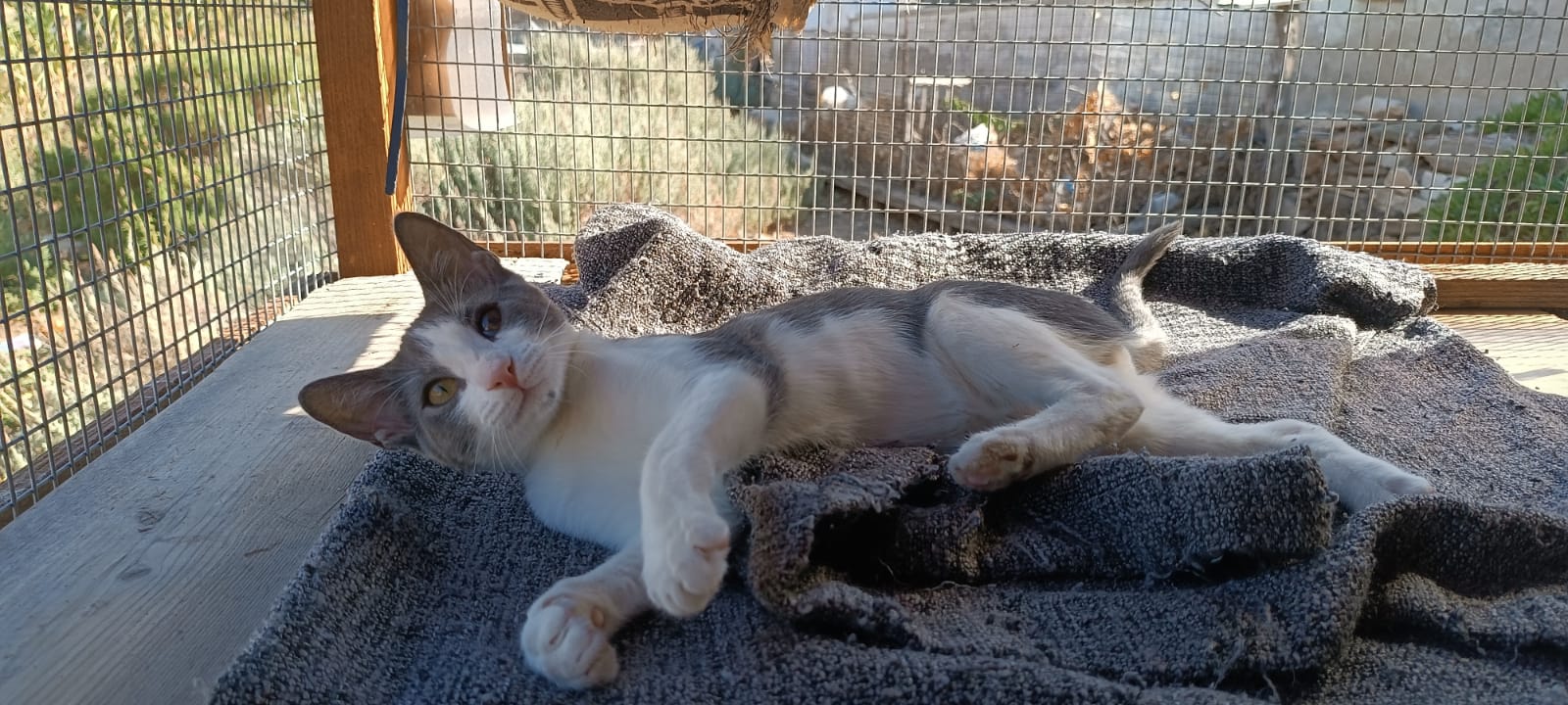 Sven - Syros Cats