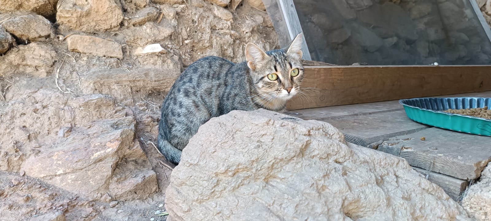 Adelaide - Syros Cats