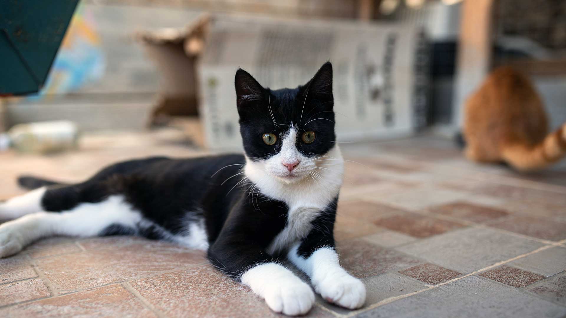 Isaac - Syros Cats