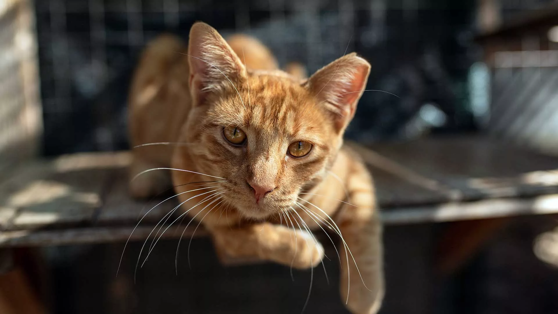 Fergus - Syros Cats