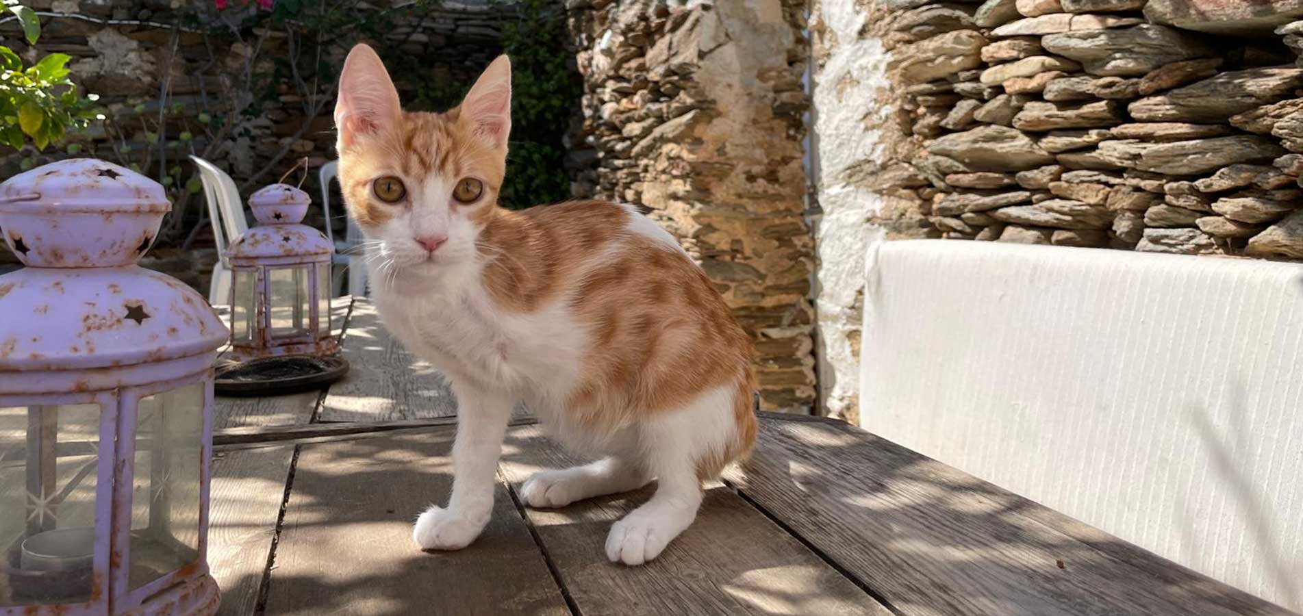 Legolas - Syros Cats