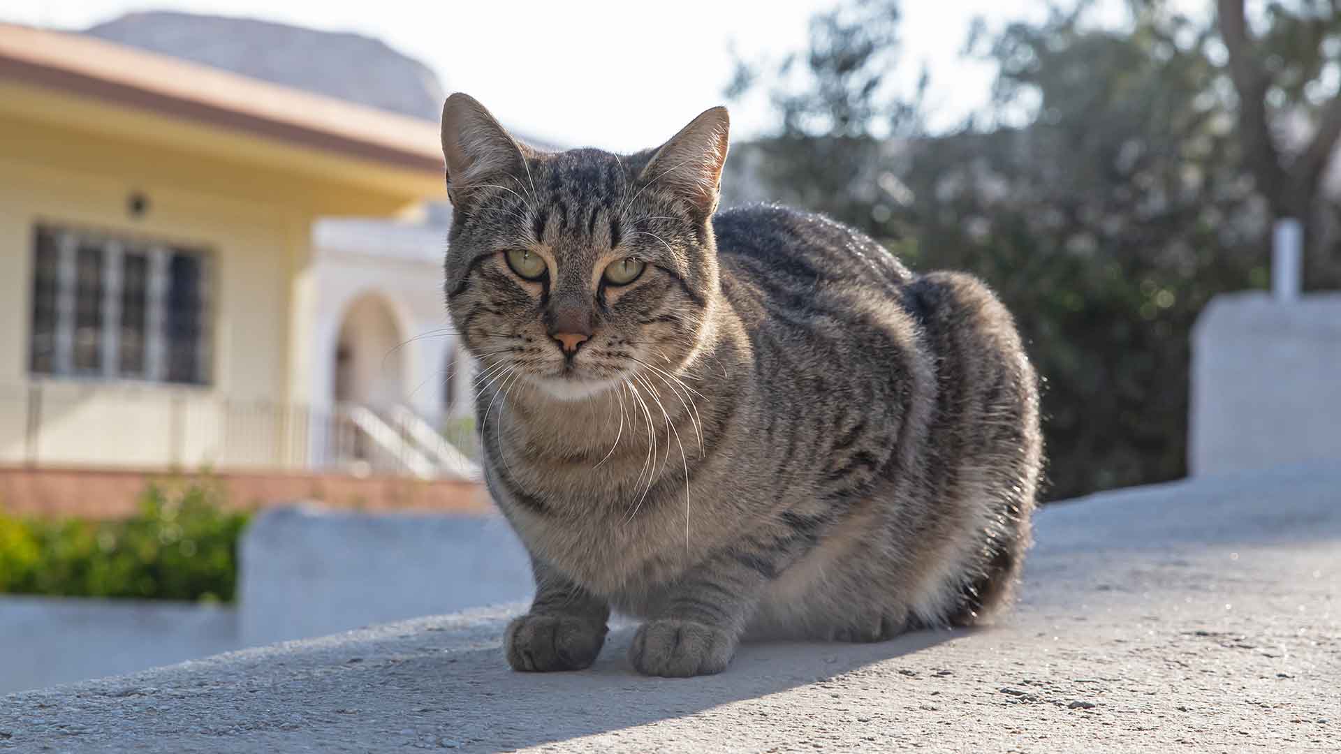 Lennon - Syros Cats