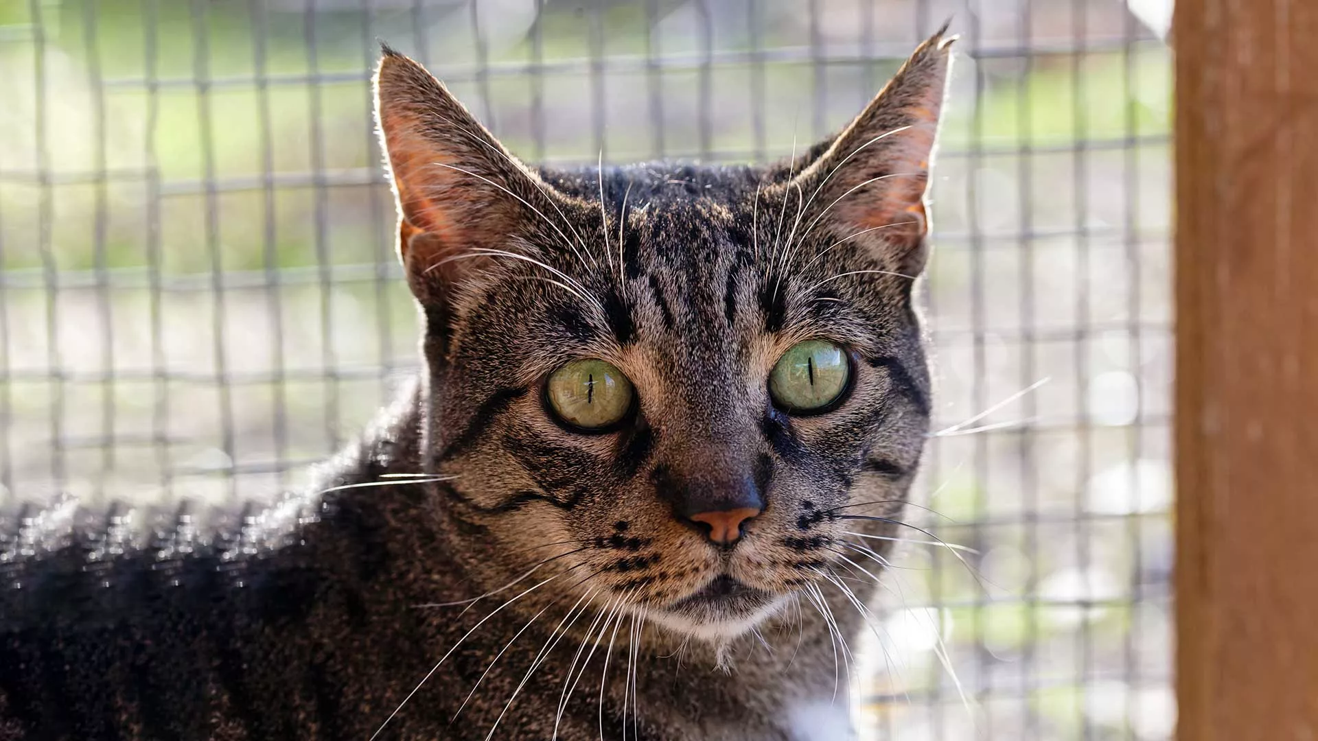 Special home needed for Sirena - Syros Cats